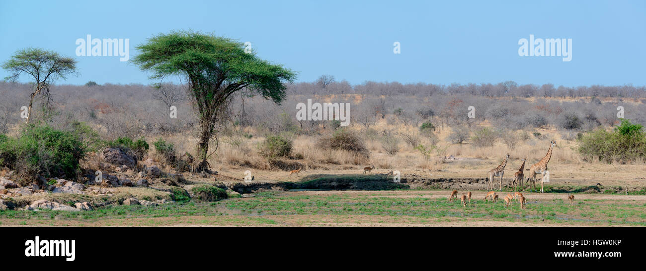 Umbrella thorn acacia, Vachellia tortilis, previously Acacia tortilis ...