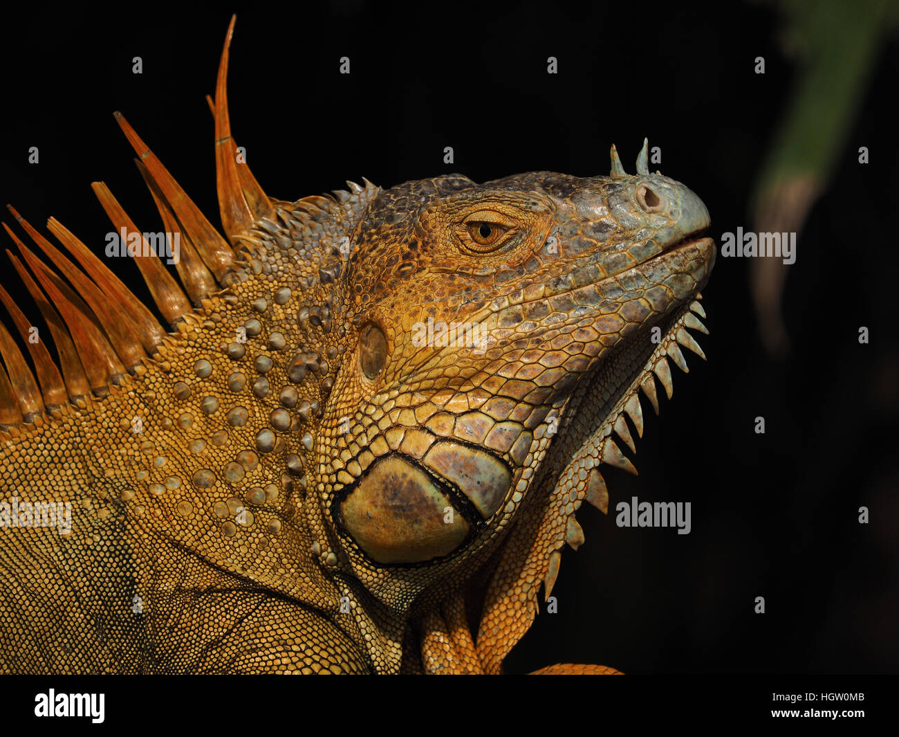 Male green iguana during mating season at Muelle San Carlos, Costa Rica ...