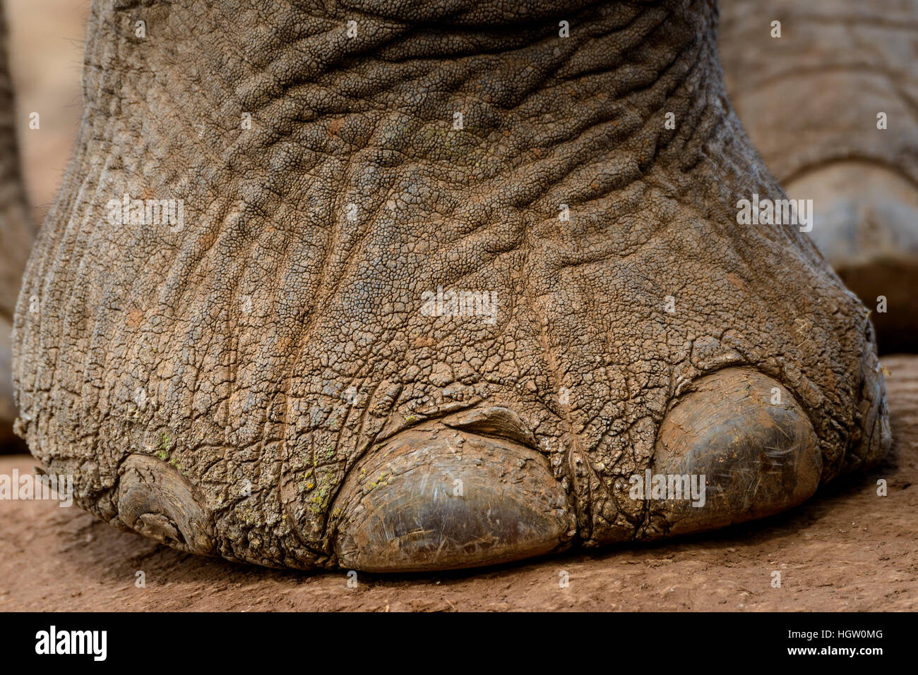 Elephant toe hi-res stock photography and images - Alamy