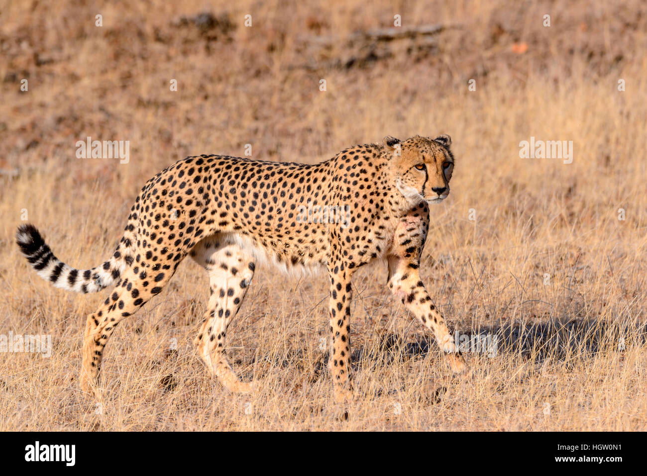 Cheetah, Acinonyx jubatus, walking. Mashatu Game Reserve. Northern Tuli ...