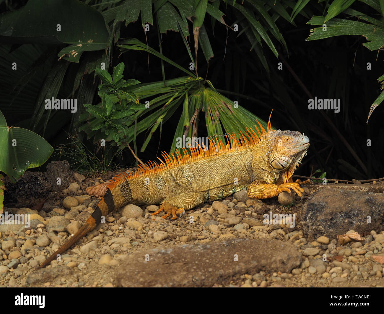 Iguana iguana mating hi-res stock photography and images - Alamy