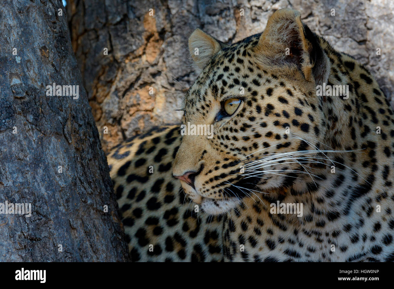 Leopard, Panthera pardus, portrait. Ruaha National Park. Tanzania Stock ...