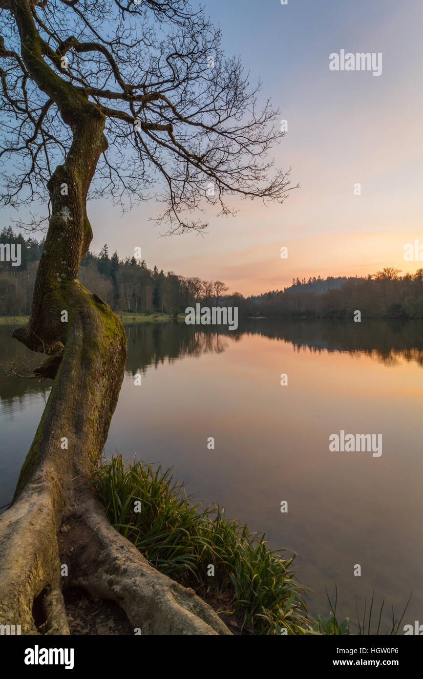 Tree and Lake sunset Stock Photo - Alamy