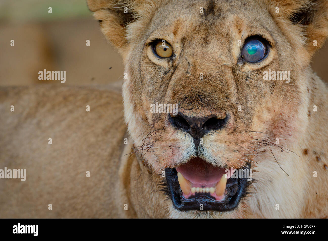 Lion, Panthera leo, with a blind eye. Ruaha National Park. Tanzania ...