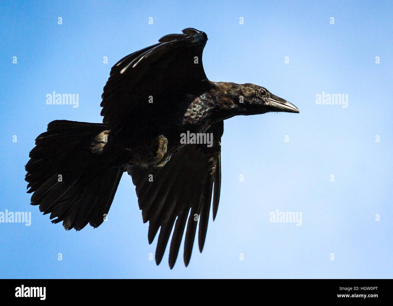 Raven in flight Stock Photo - Alamy