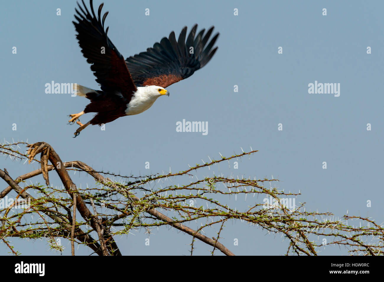 African fish eagle, Haliaeetus vocifer, Ruaha National Park. Tanzania ...
