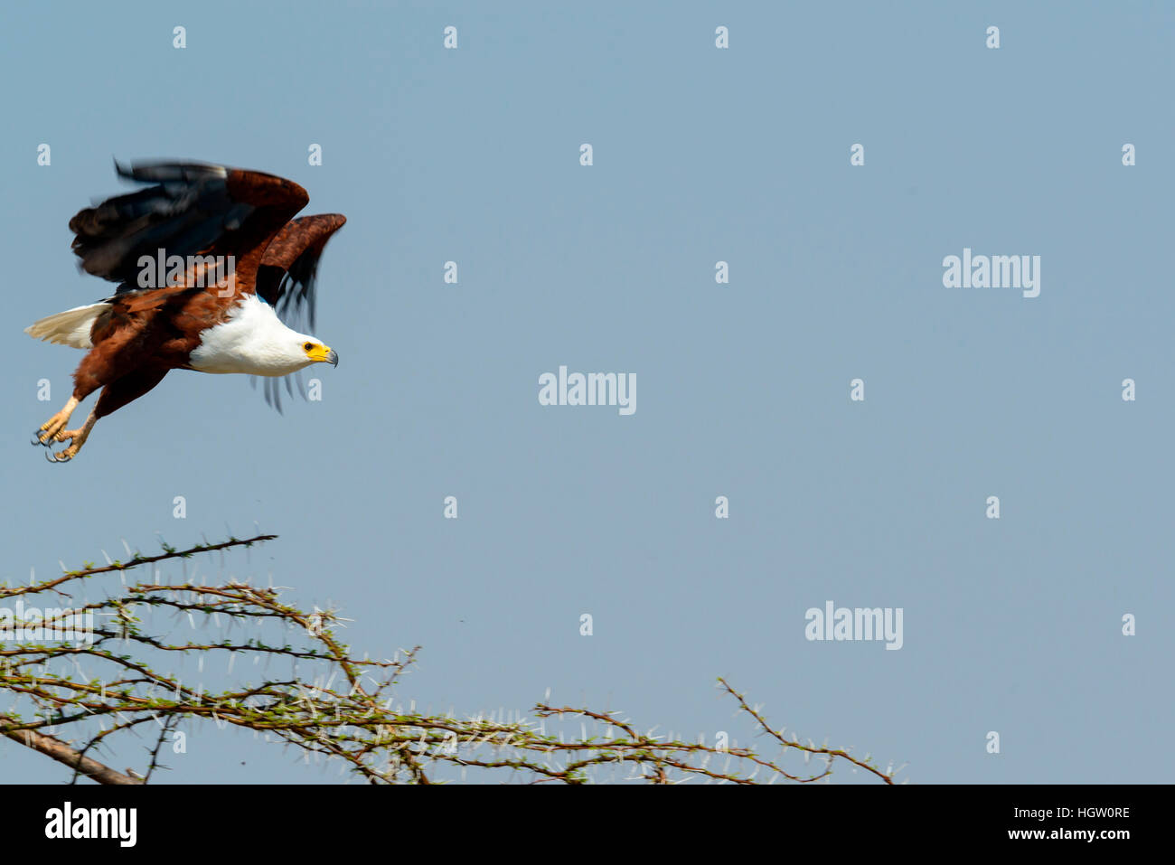 Ruaha national park tanzania eagle hi-res stock photography and images ...