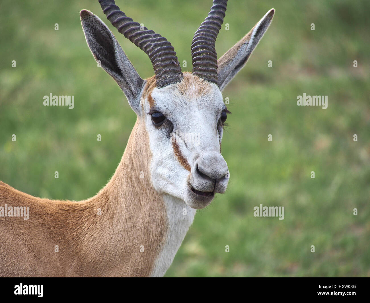 Springbok head hi-res stock photography and images - Alamy