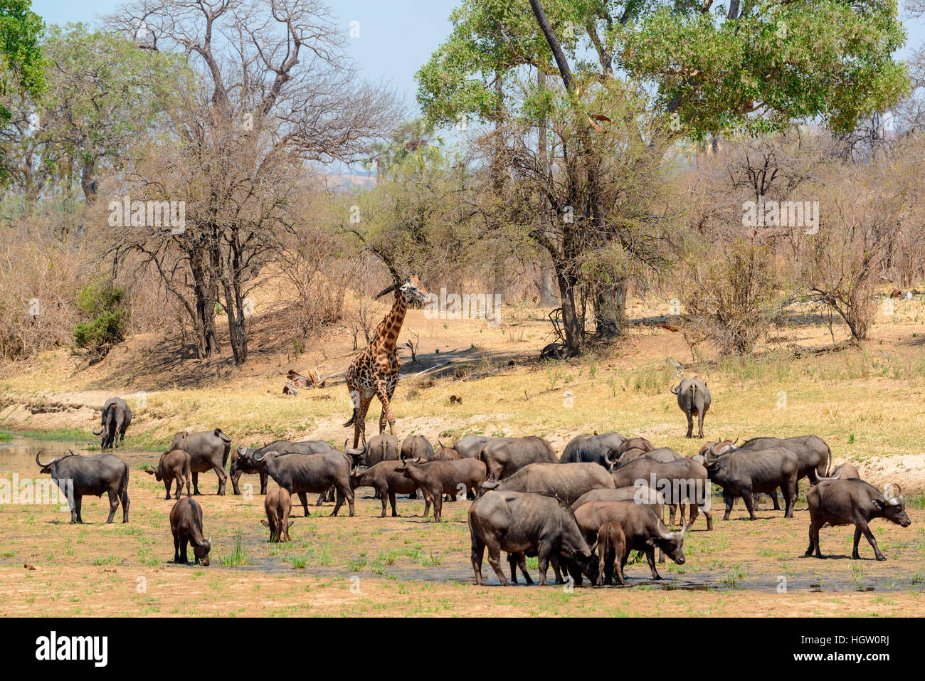 African buffalo or Cape buffalo, Syncerus caffer, and Masai giraffe or ...