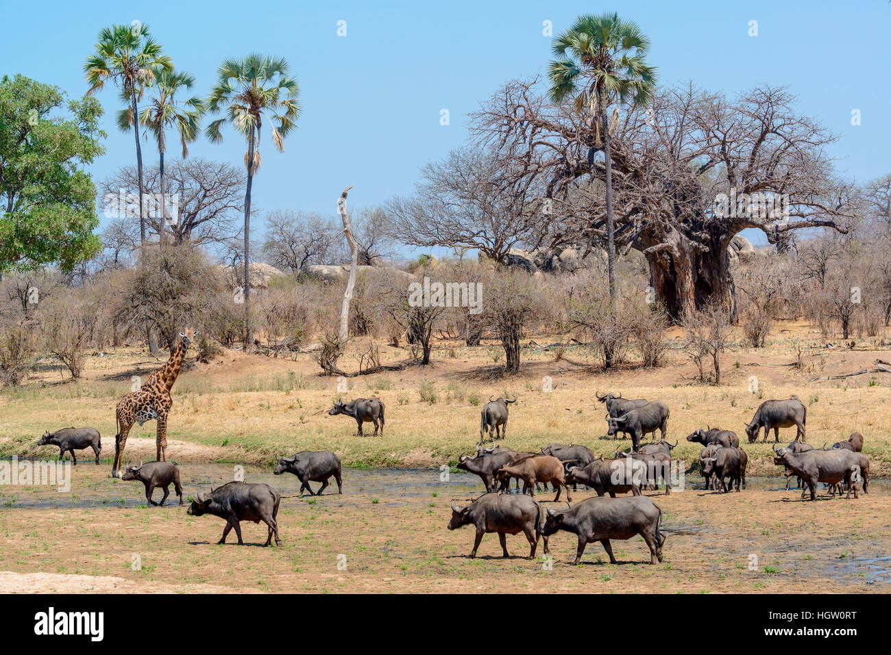 African buffalo or Cape buffalo, Syncerus caffer, and Masai giraffe or ...