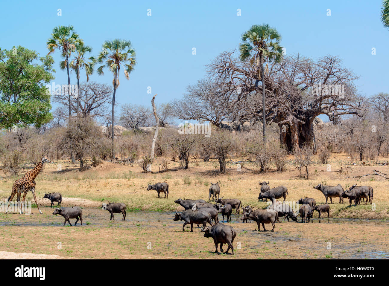 Makalani palm tree hi-res stock photography and images - Alamy