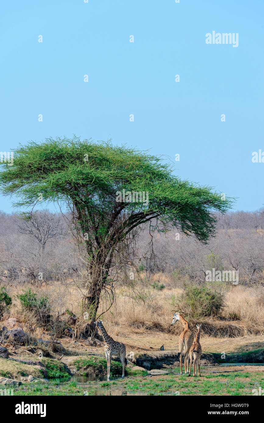 Umbrella thorn acacia, Vachellia tortilis, previously Acacia tortilis ...
