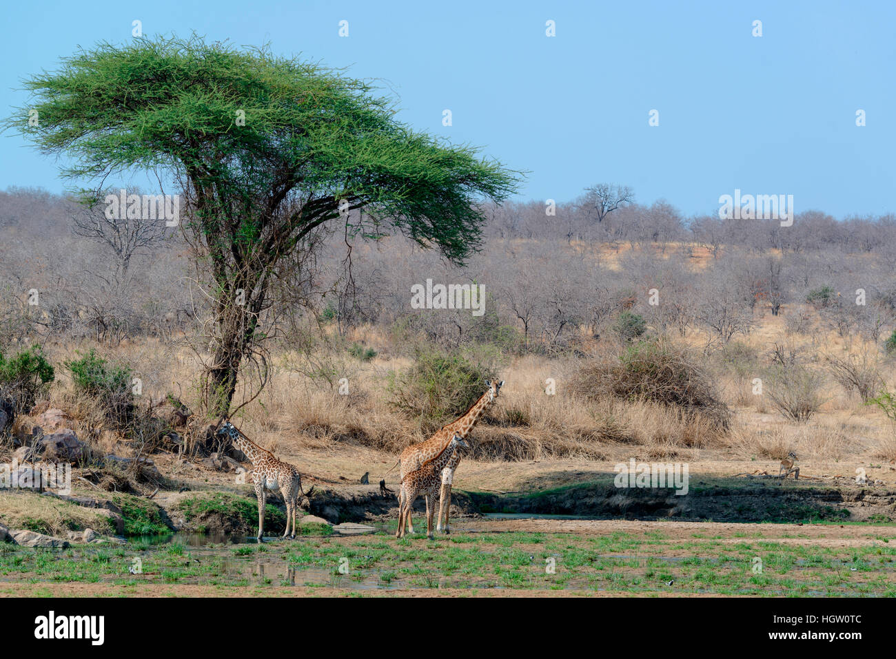 Umbrella thorn acacia, Vachellia tortilis, previously Acacia tortilis ...