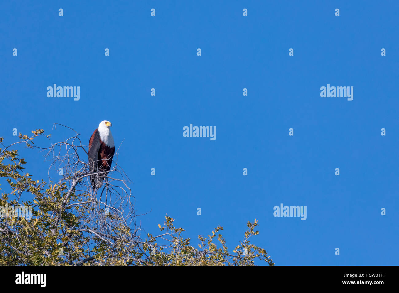 African fish eagle okavango delta hi-res stock photography and images ...