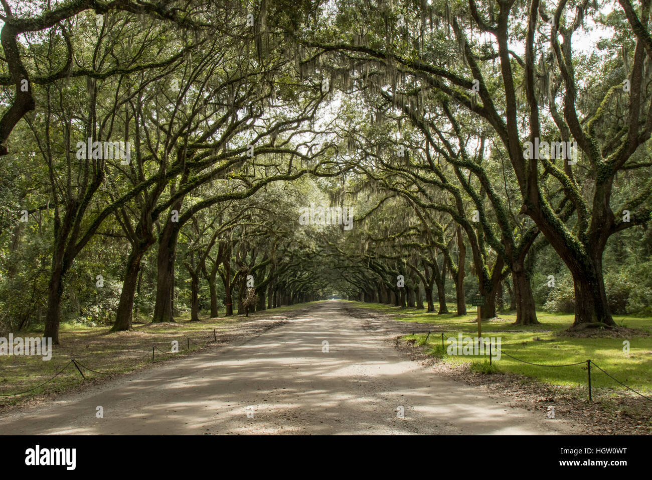 Tunnel of oak trees Stock Photo - Alamy