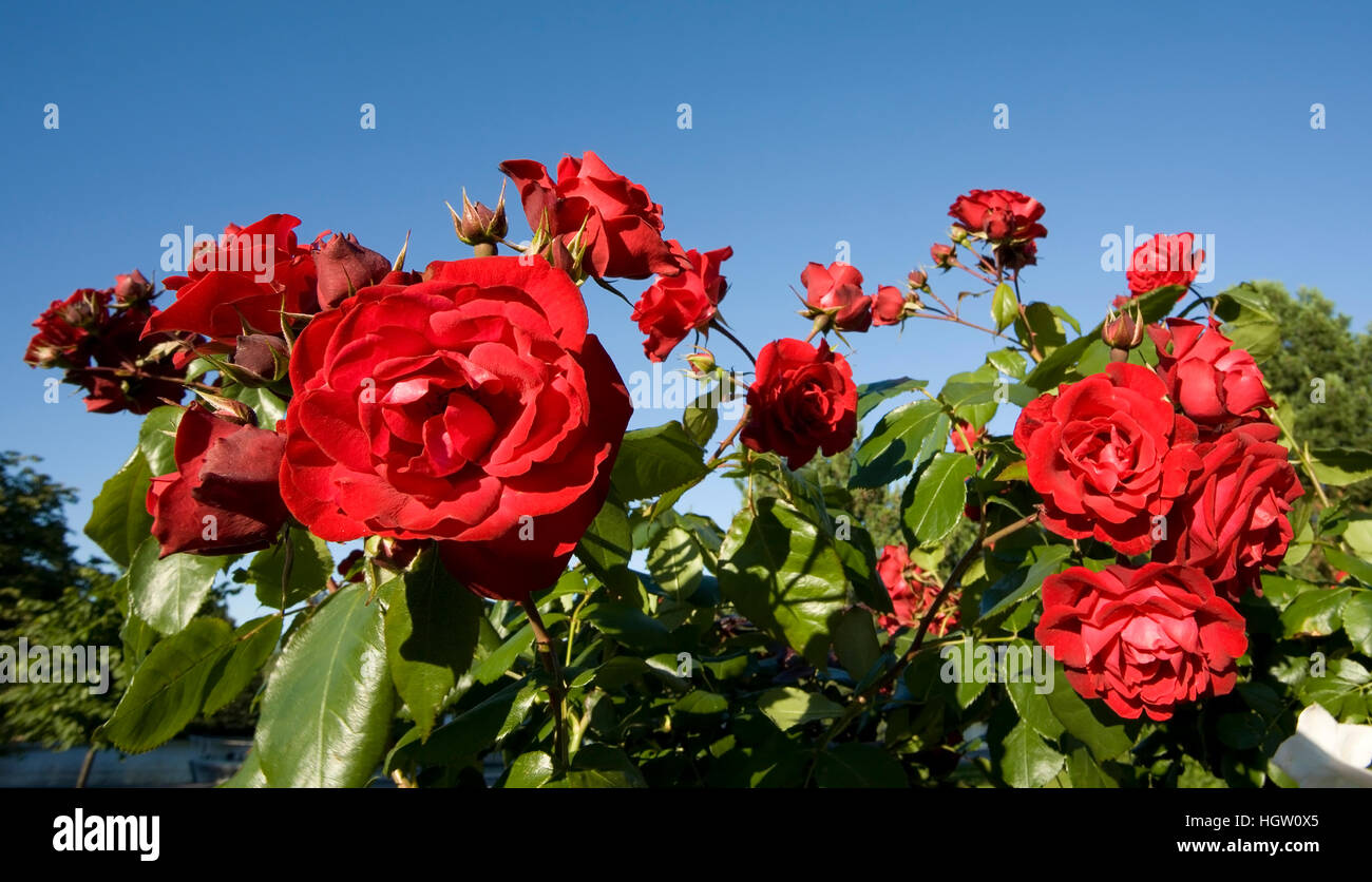 Red Roses Against Blue Sky Stock Photo - Alamy