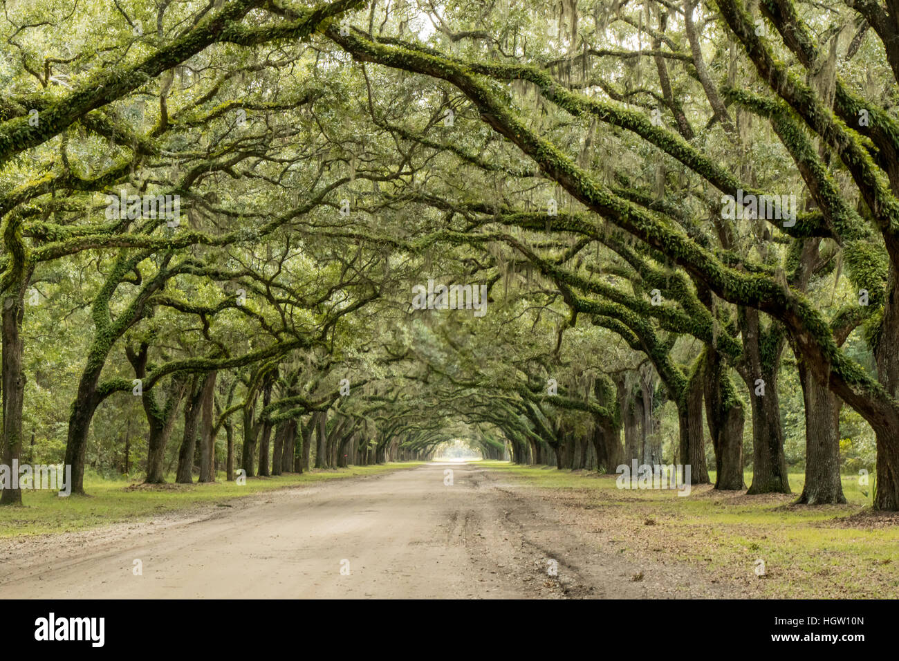 Oak tree tunnel Stock Photo - Alamy