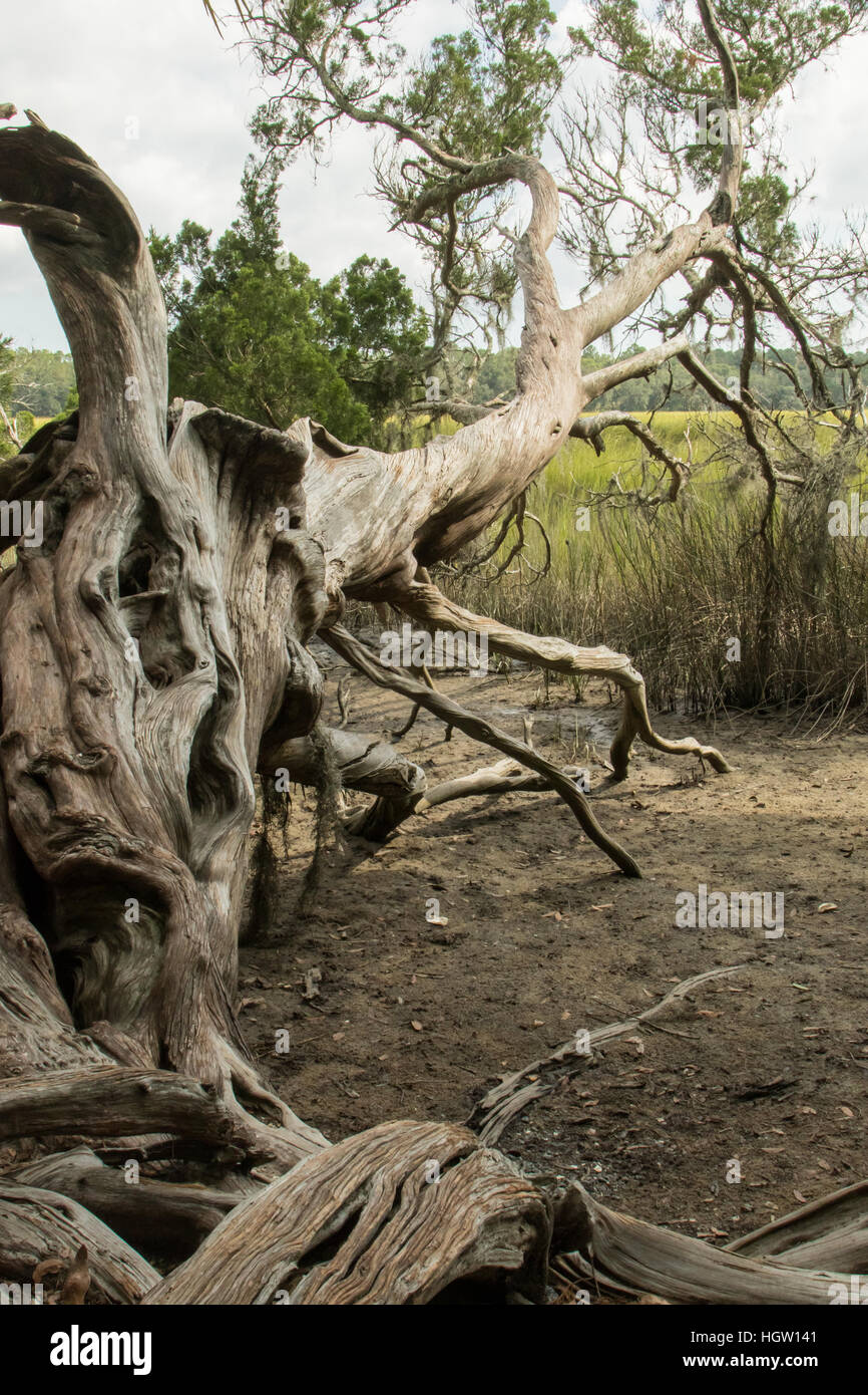 Oak tree limbs hi-res stock photography and images - Alamy
