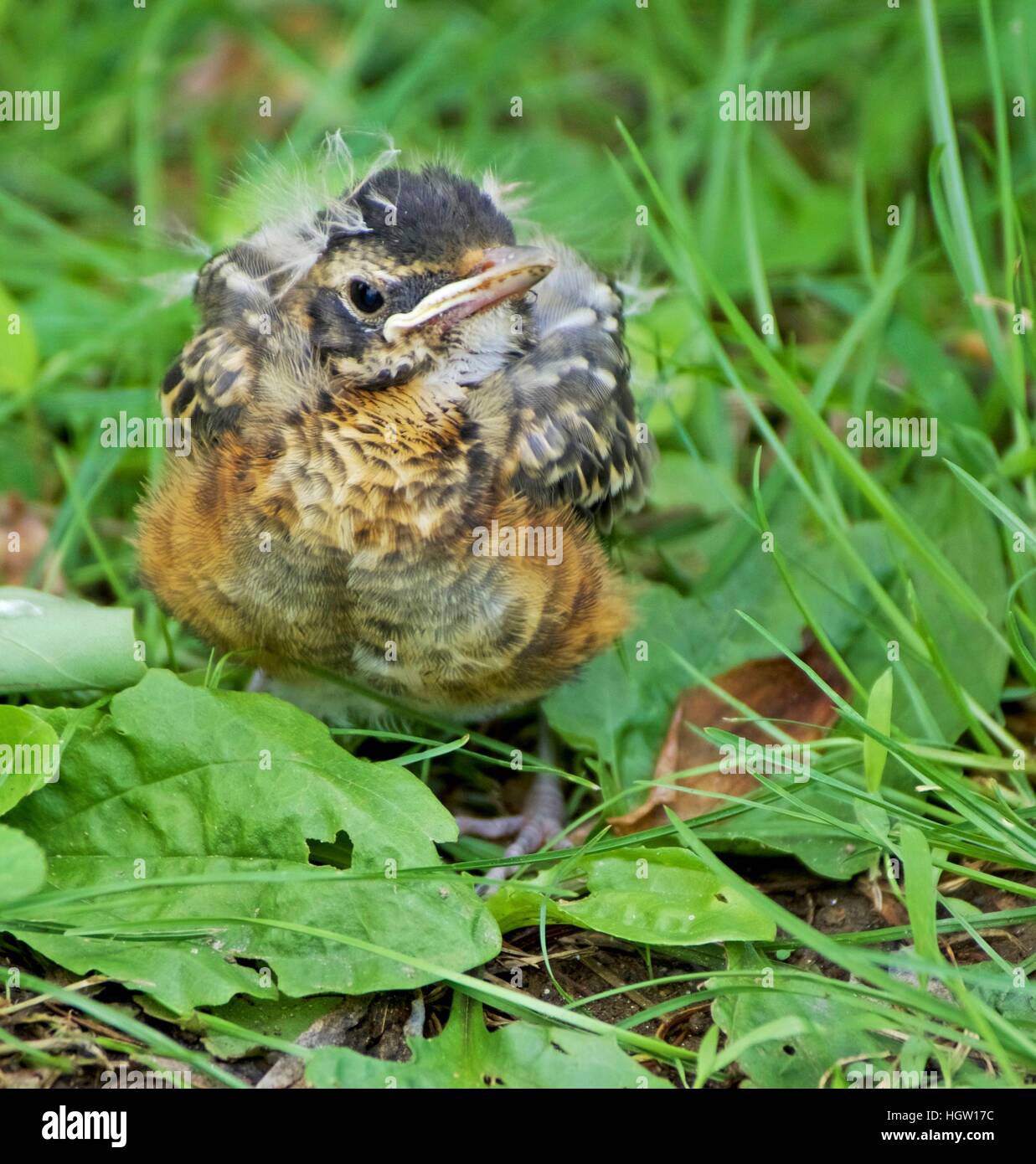 Fledgling American Robin