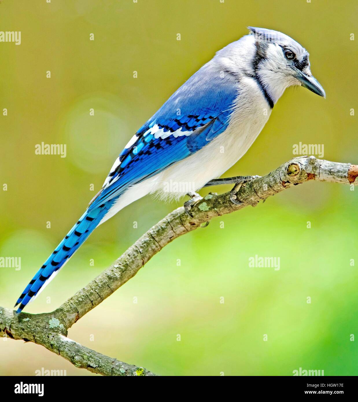 Blue Jay, Animal Portrait Stock Photo - Alamy
