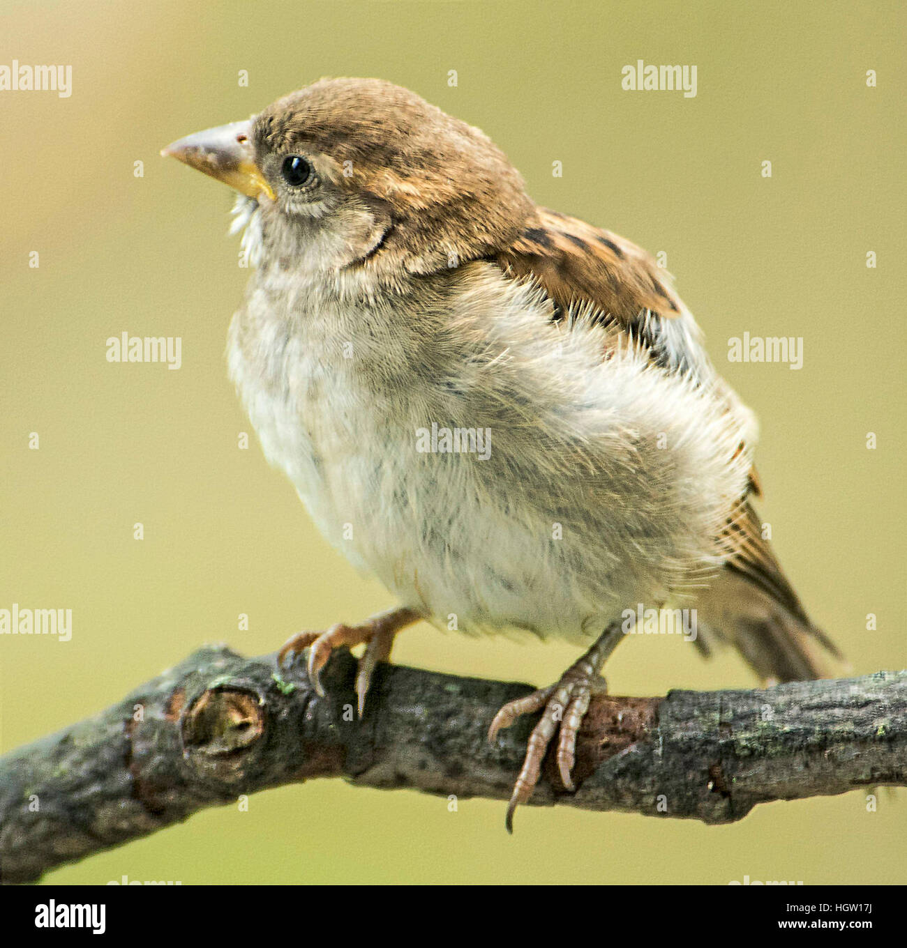 Juvenile Female House Sparrow, Animal Portrait Stock Photo - Alamy