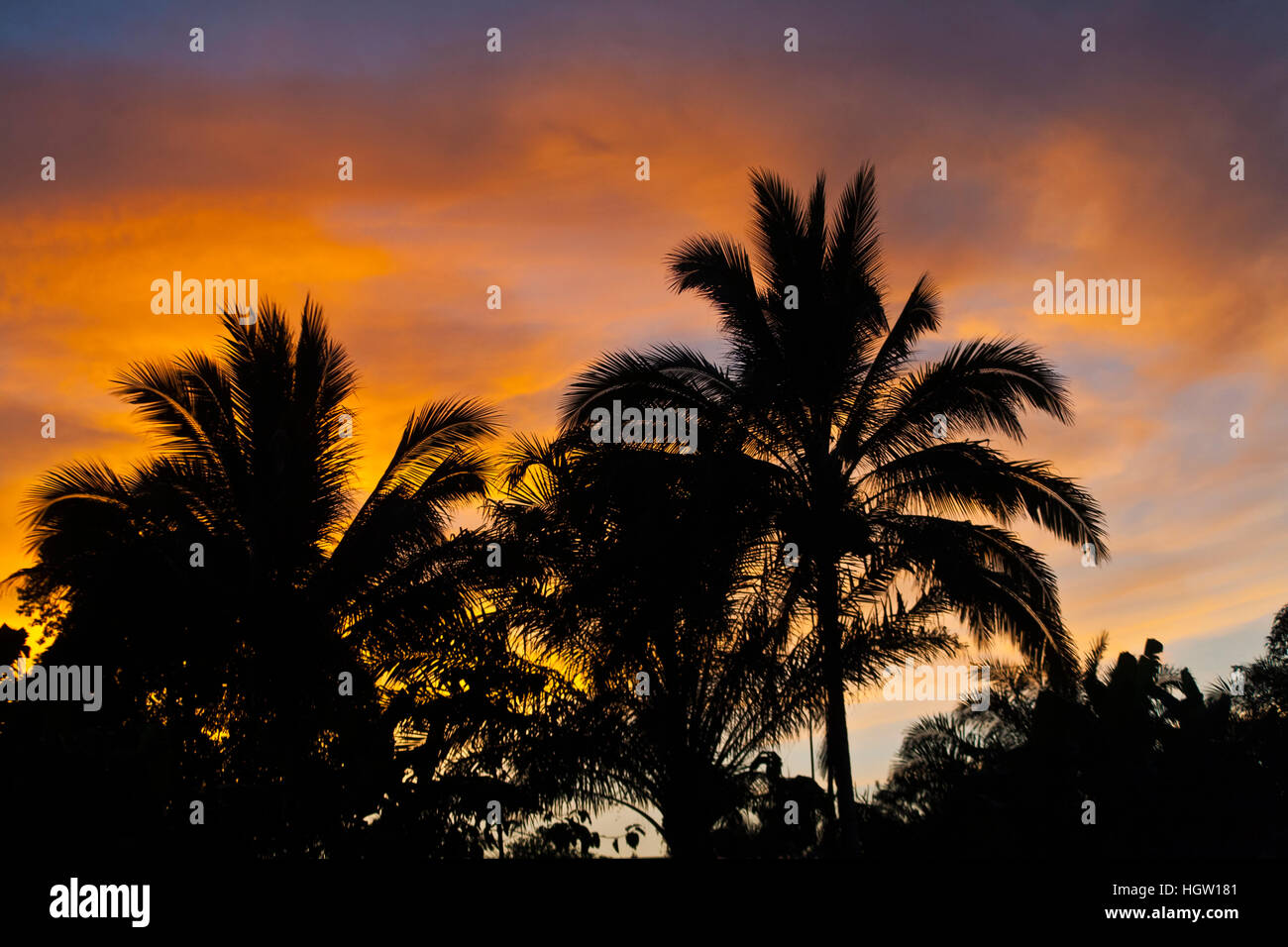 A Beautiful Sunset Seen Through Rainforest Trees In The Kinabatangan ...