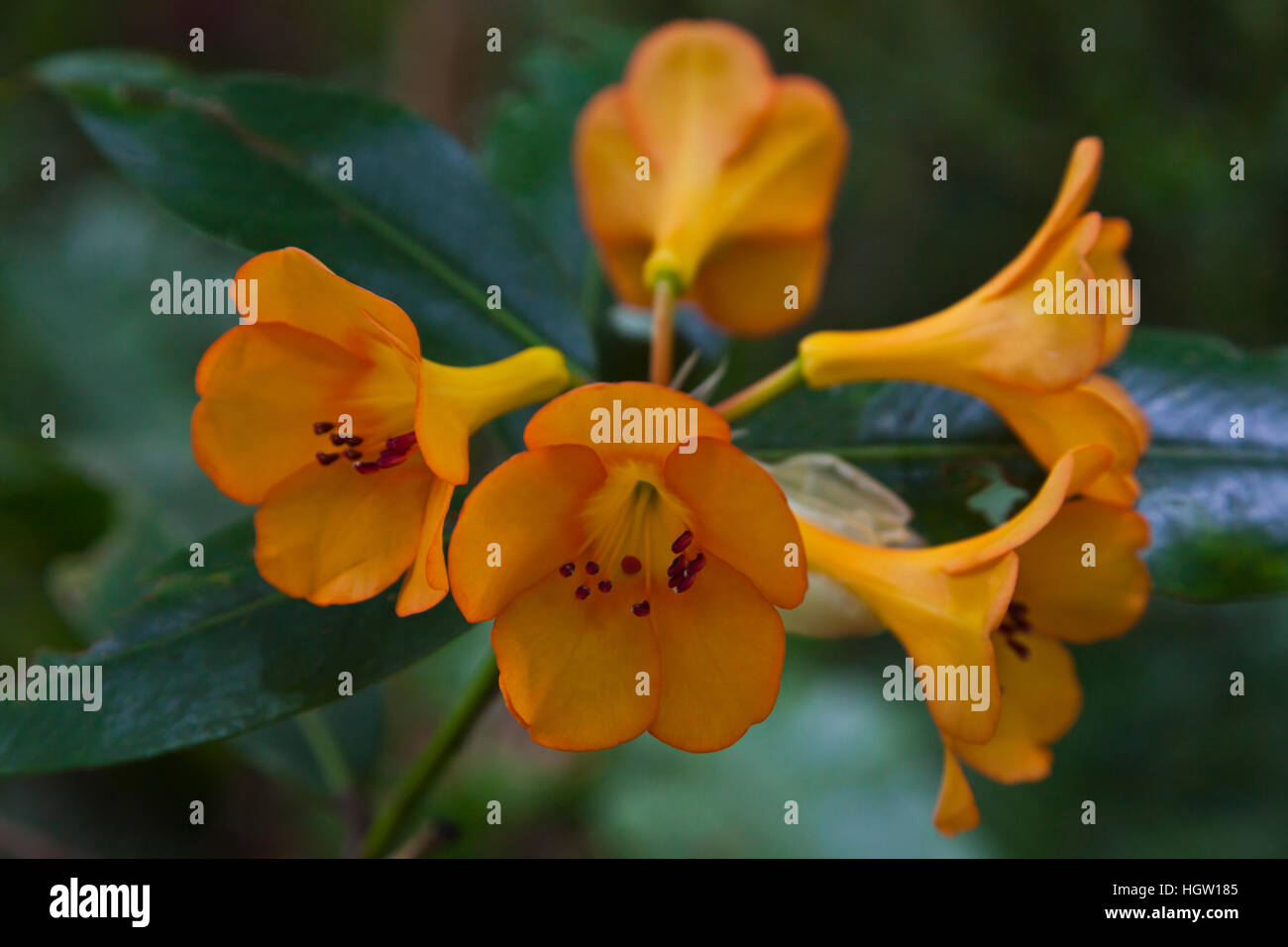 Kinabalu park malaysia plant hi-res stock photography and images - Alamy