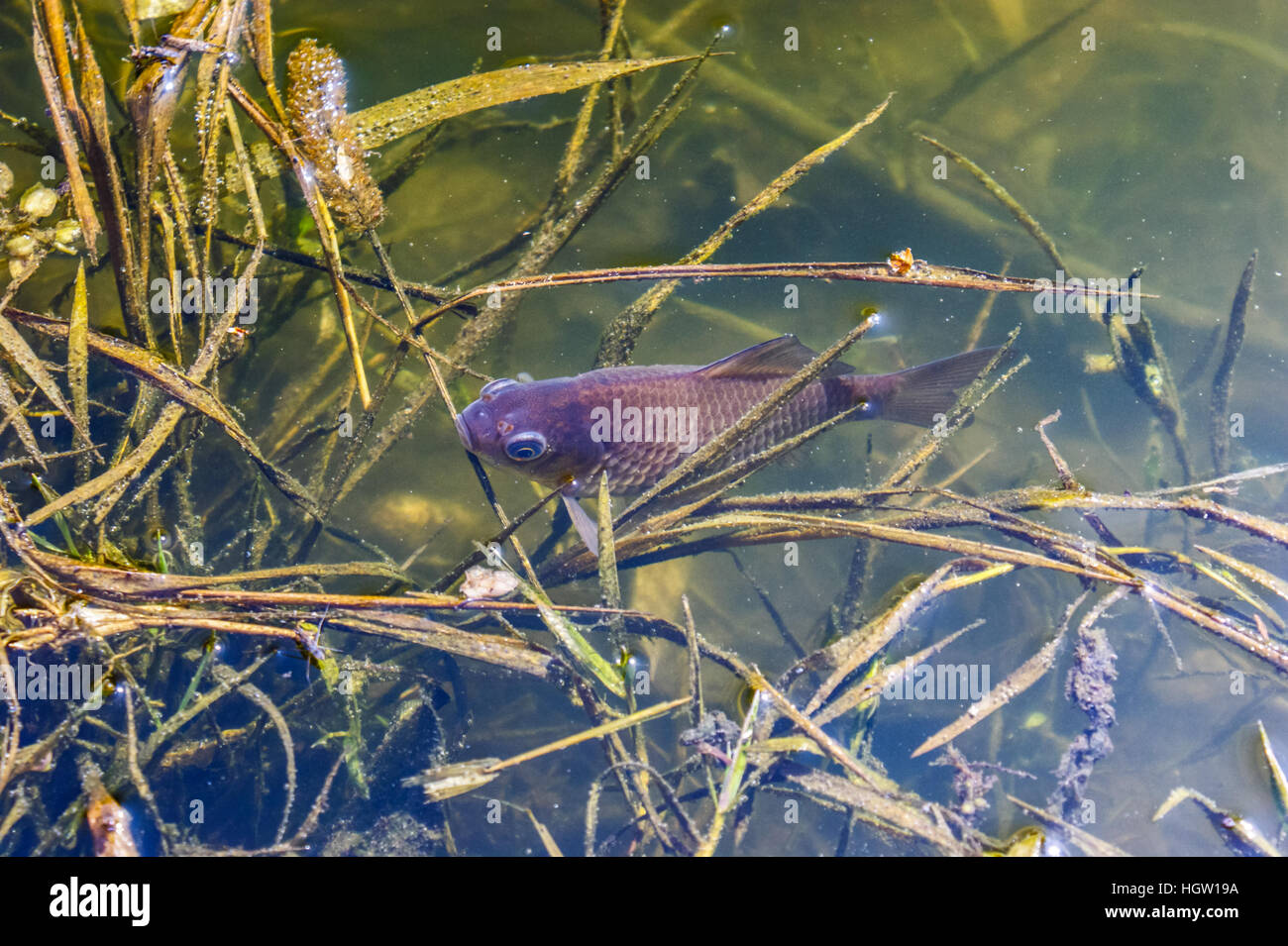 small fish looking for something in shallow water Stock Photo - Alamy