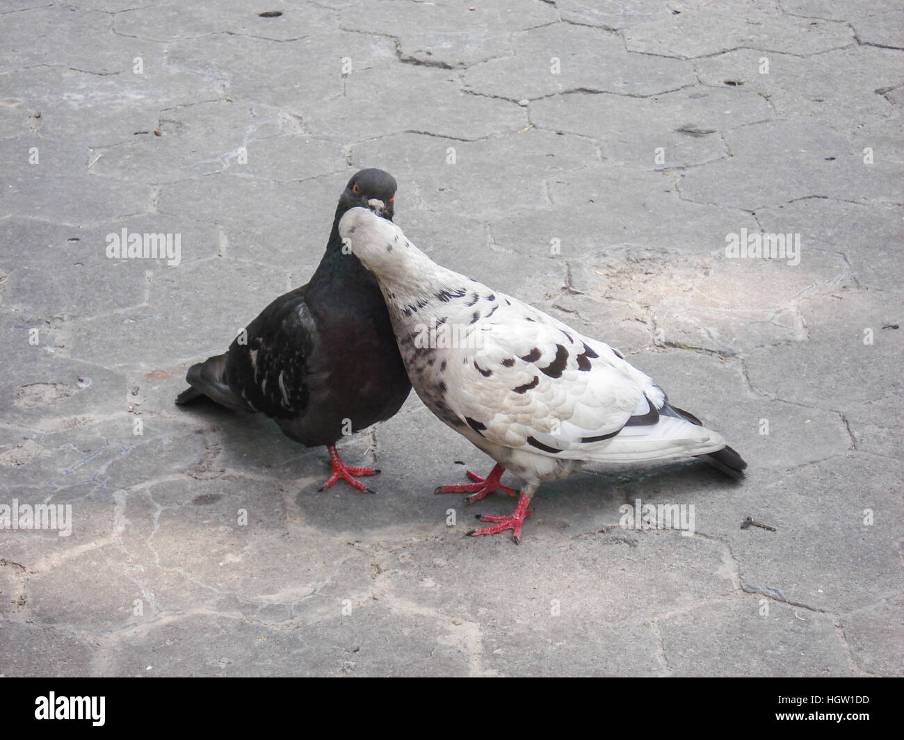 Romantic kiss of two doves Stock Photo - Alamy