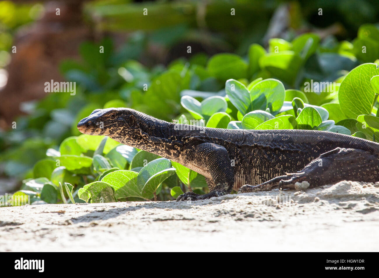 Monitor Lizard in Koh Similan Island (genus Varanus) Thailand Stock ...