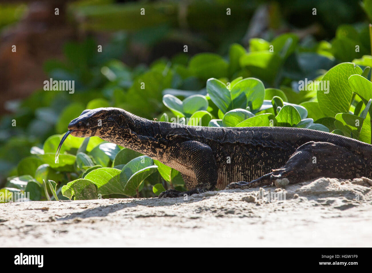 Monitor Lizard in Koh Similan Island (genus Varanus) Thailand Stock ...