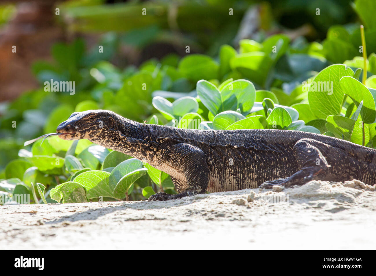 Monitor Lizard in Koh Similan Island (genus Varanus) Thailand Stock ...