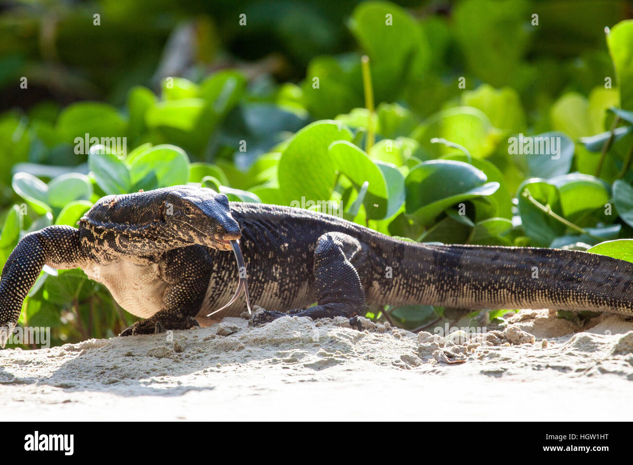 Monitor lizard genus varanus hi-res stock photography and images - Alamy
