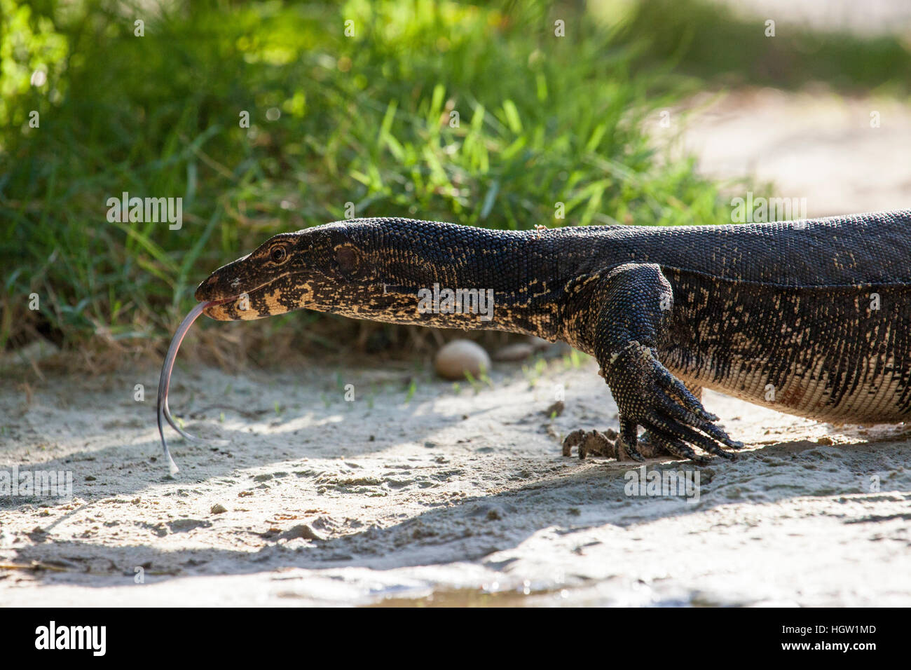 Monitor Lizard in Koh Similan Island (genus Varanus) Thailand Stock ...