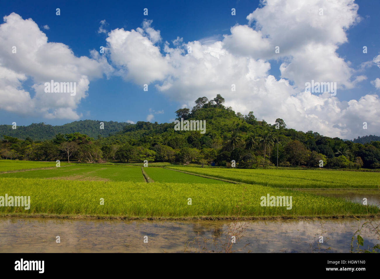 Rice Fields North Of El Nido, Palawan Island, Philippines Stock Photo ...