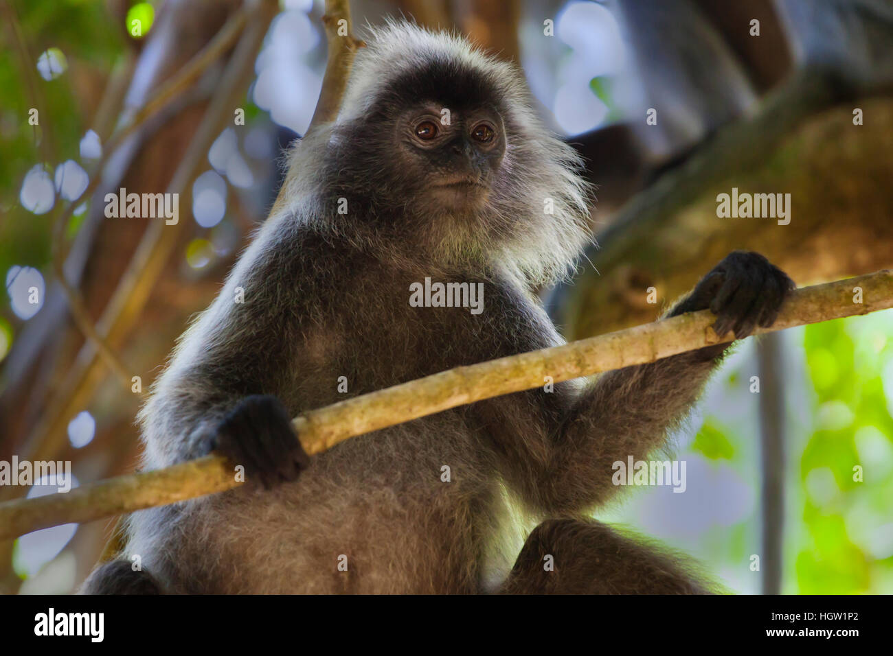 A Silver Backed Leaf Monkey Or Silvery Lutung In Bako National Park ...