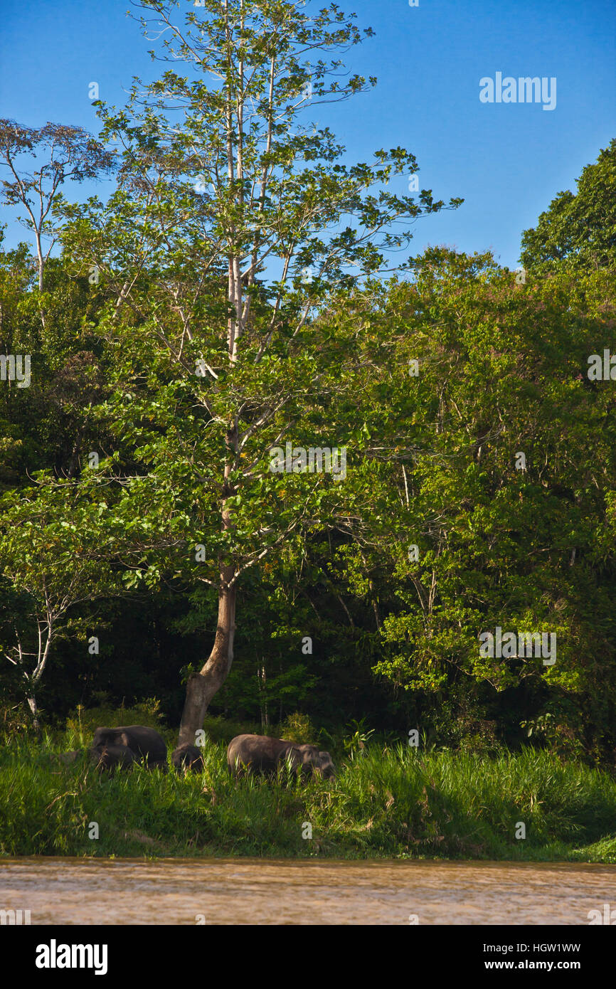 Bornean Pygmy Elephants, Elephas Maximus Borneensis, Eat Grass Along ...