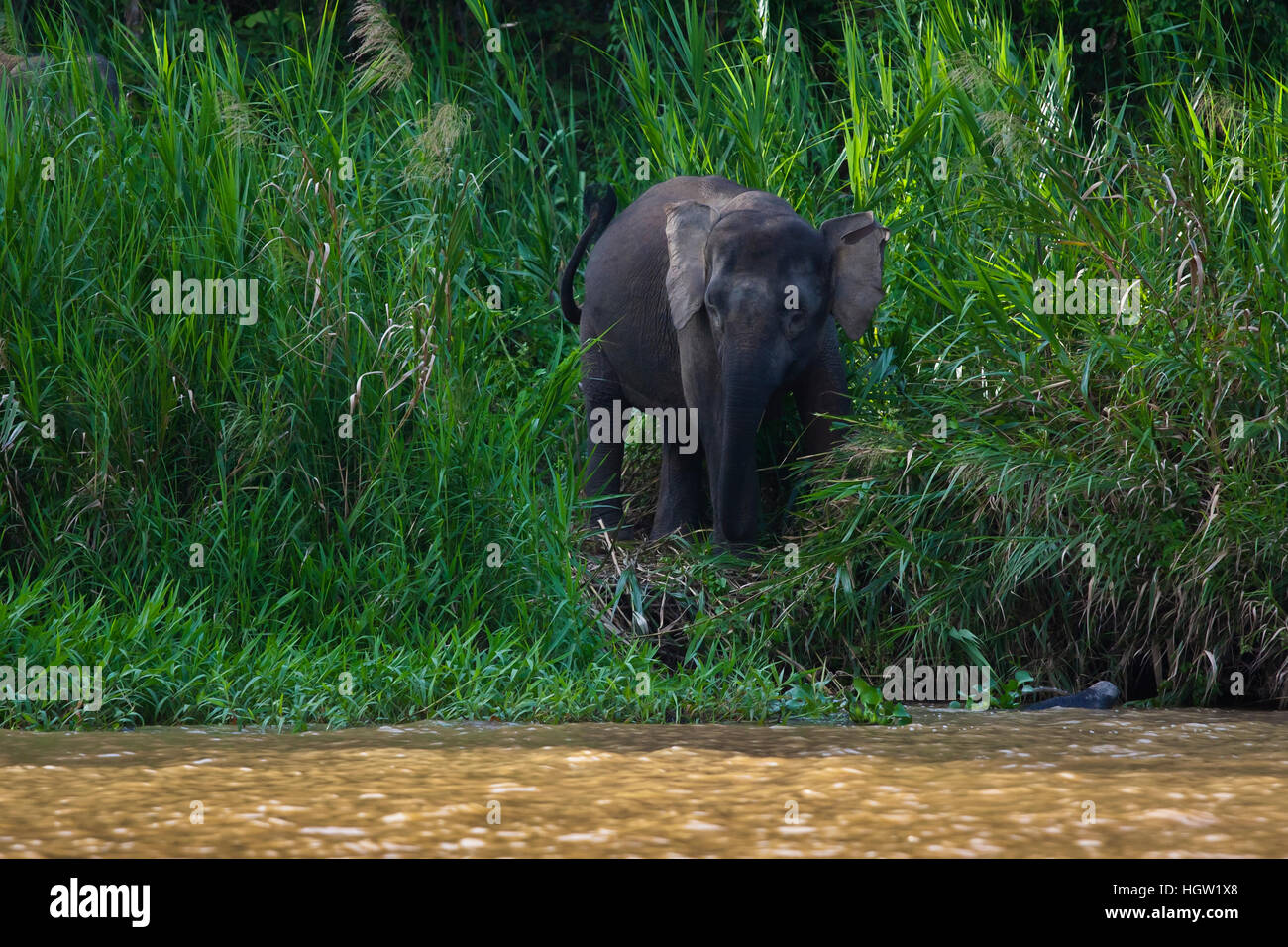 Baby Dwarf Elephant