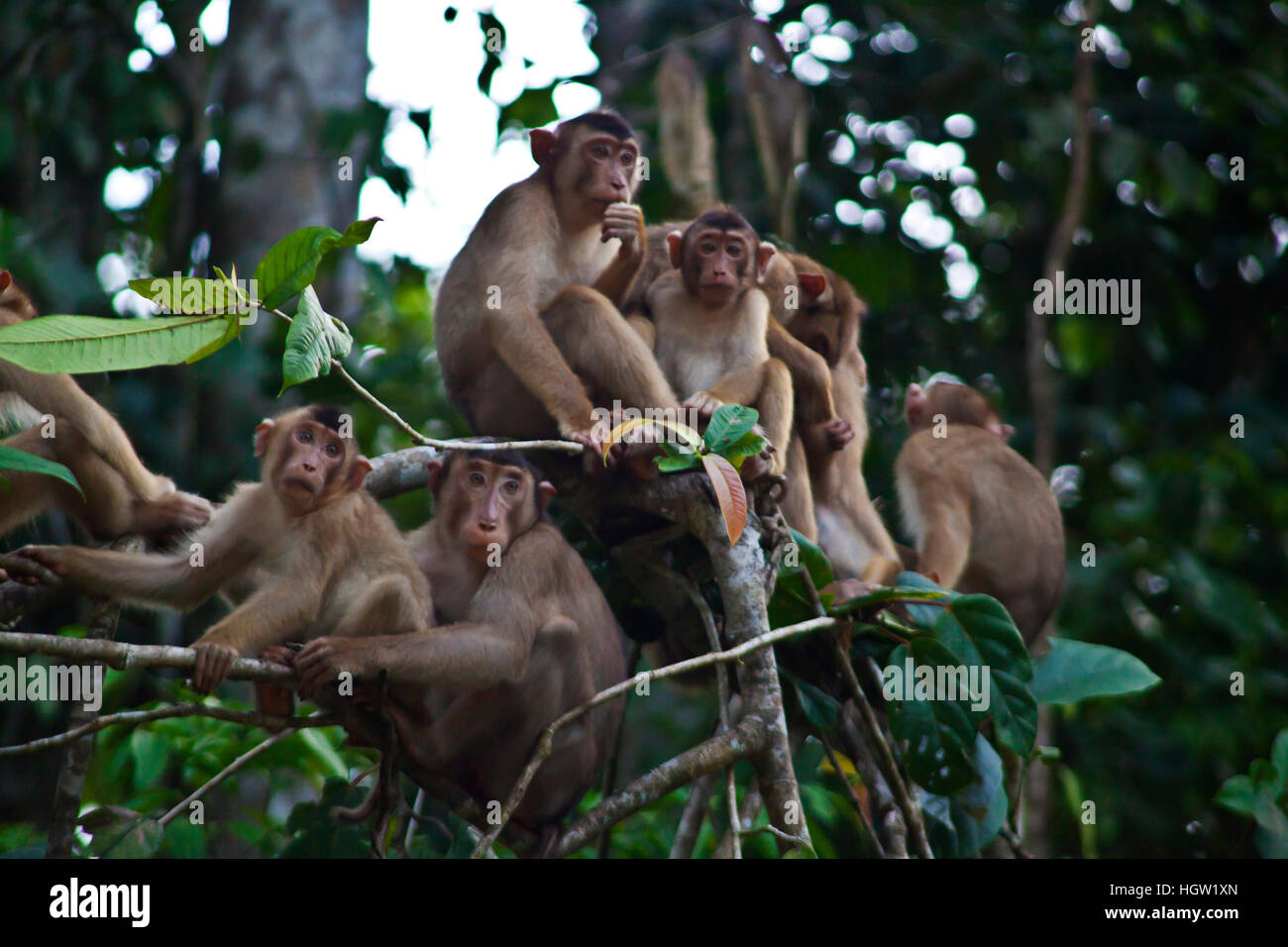 A Troupe Of Short Tailed Or Stump Tailed Macaques, Macaca Arctoices, In ...