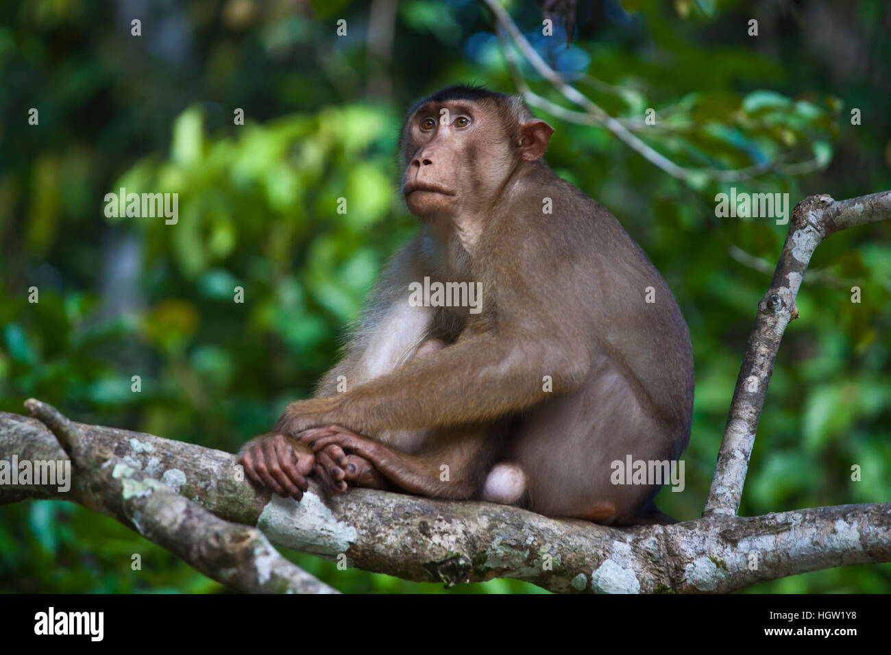A Male Short Tailed Or Stump Tailed Macaque, Macaca Arctoices, Sits On ...
