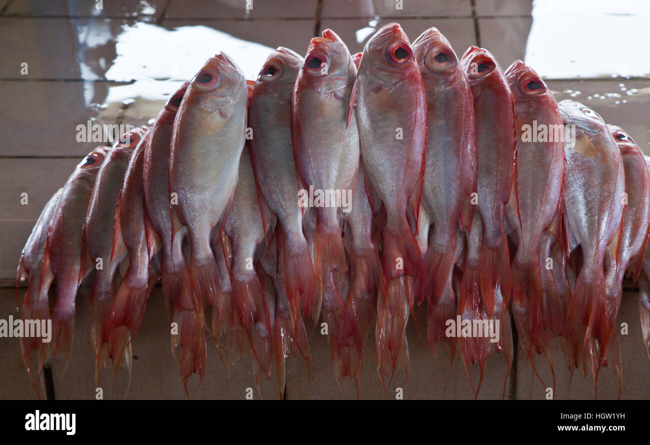 The Morning Fish Market In Kuching, Sabah, Borneo, Malaysia Stock Photo ...
