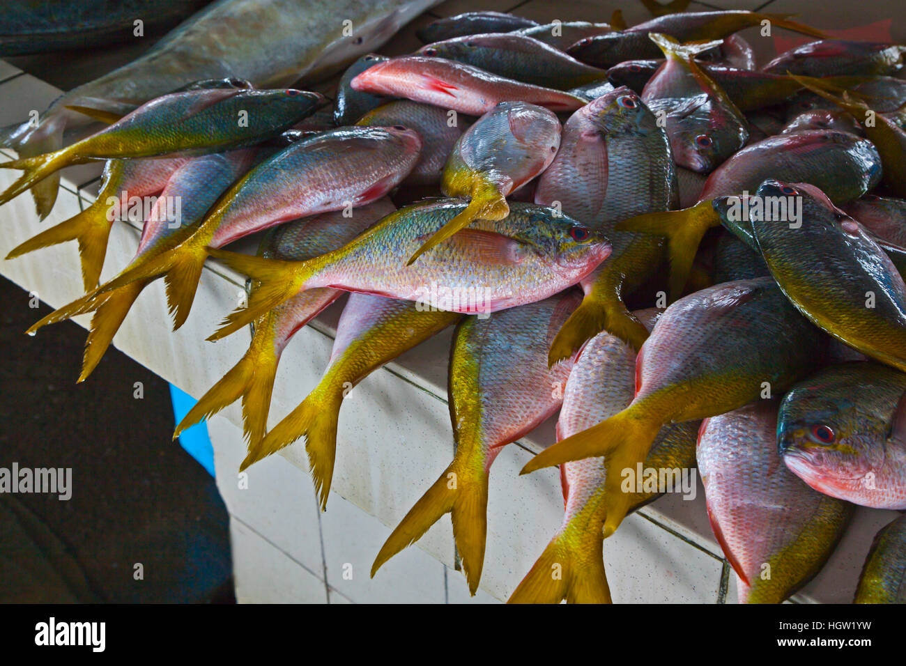 The Morning Fish Market In Kota Kinabalu, Sabah, Borneo, Malaysia Stock ...
