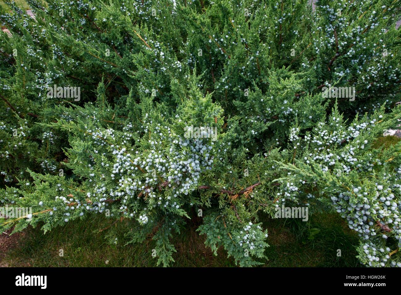Chinese Juniper High Resolution Stock Photography and Images - Alamy