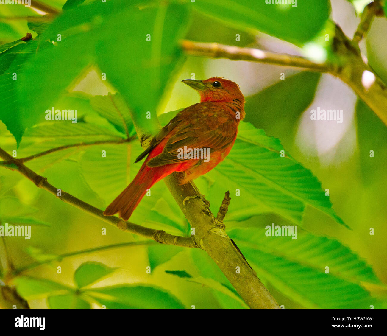Minnesota, Chaska, Minnesota Landscape Arboretum, Summer Tanager Stock ...