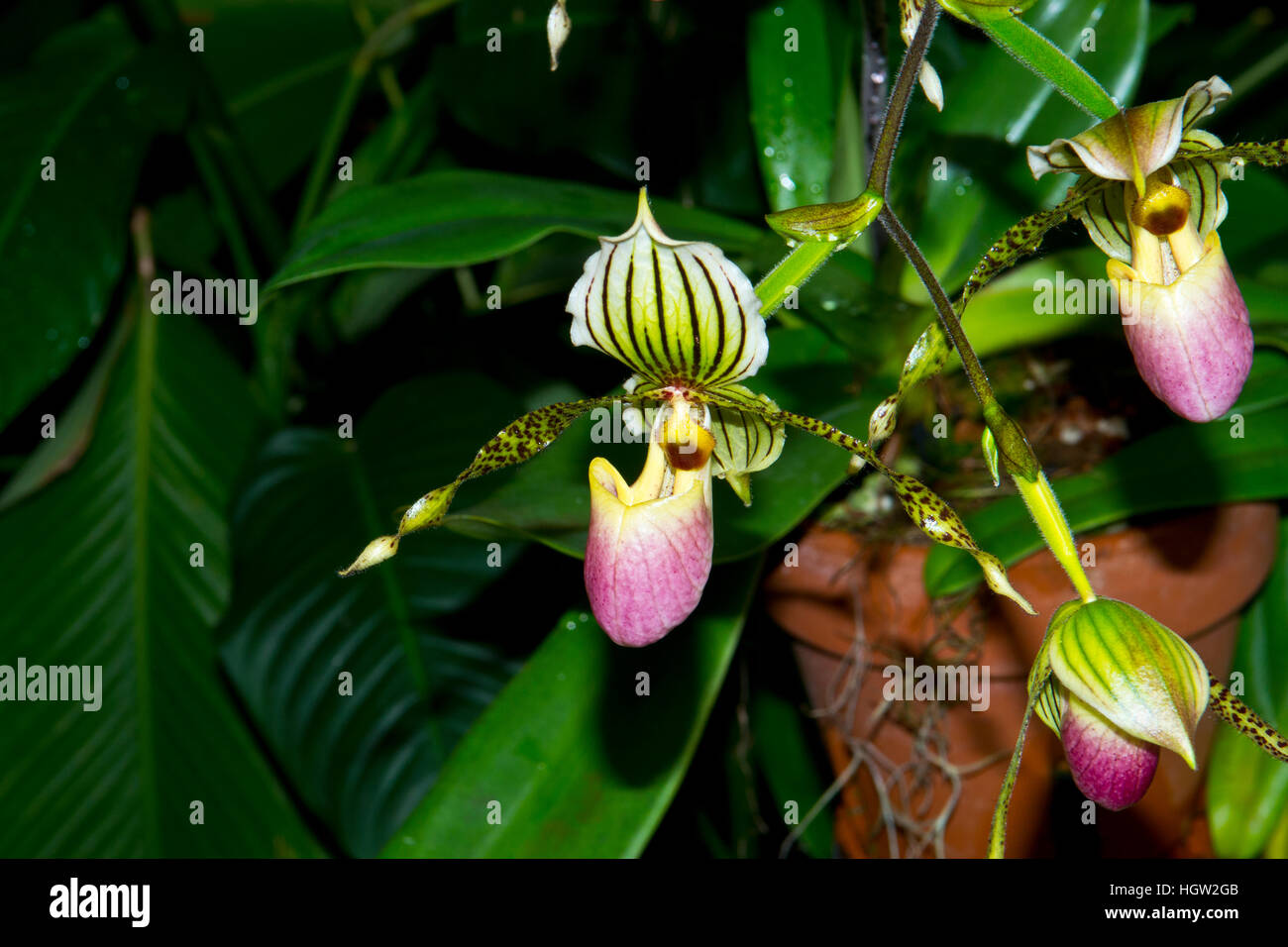Florida, Sarasota, Selby Gardens, Orchid Stock Photo - Alamy Florida, Sarasota, Selby Gardens, Orchid Stock Photo - Alamy