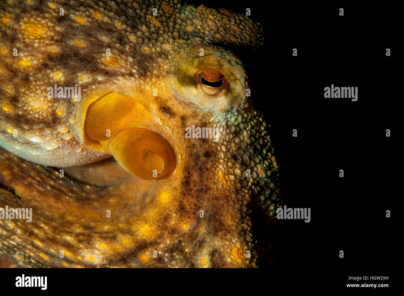 common octopus (Octopus vulgaris), L'escala, Costa Brava, Catalonia ...