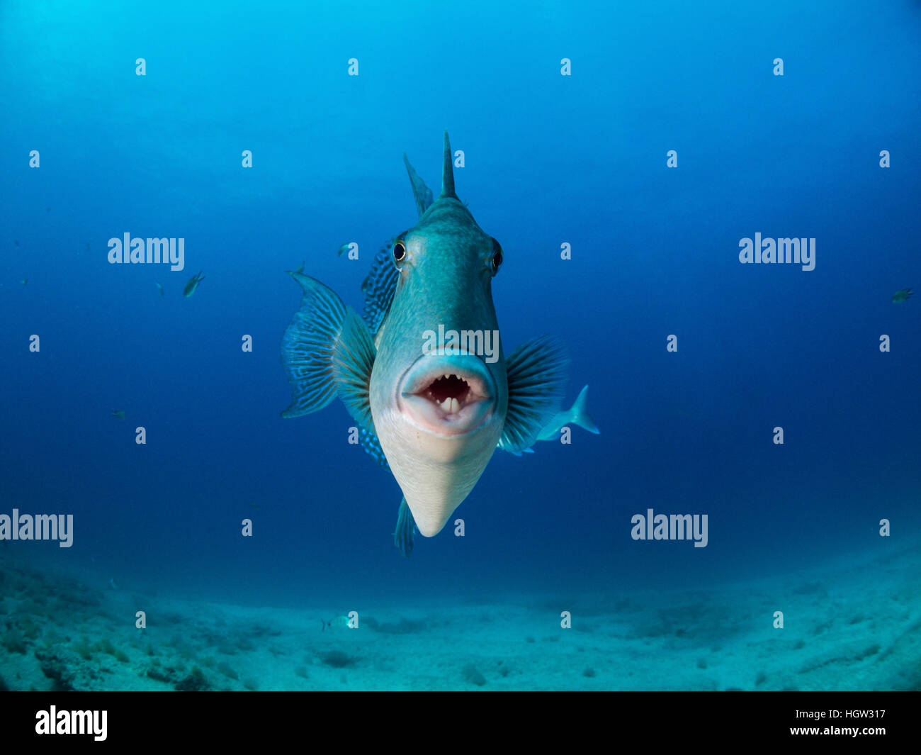 Lanzarote fish canary islands hi-res stock photography and images - Alamy