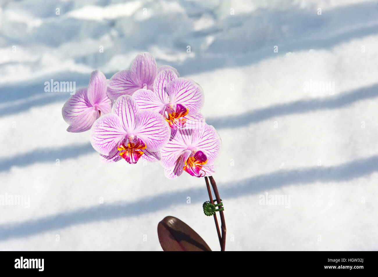 Florida, Sarasota, Selby Gardens, Orchid Stock Photo - Alamy Florida, Sarasota, Selby Gardens, Orchid Stock Photo - Alamy