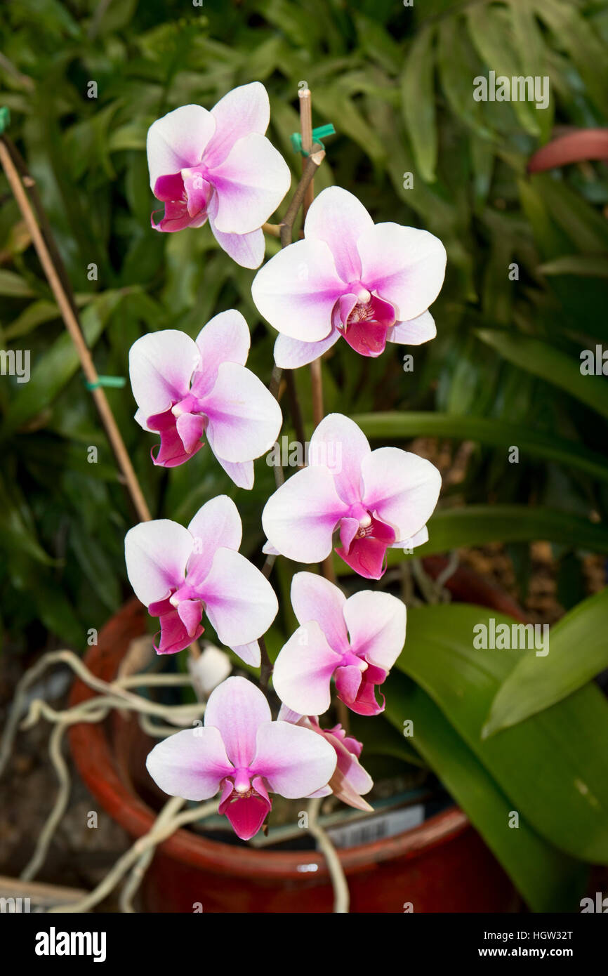 Florida, Sarasota, Selby Gardens, Orchid Stock Photo - Alamy Florida, Sarasota, Selby Gardens, Orchid Stock Photo - Alamy