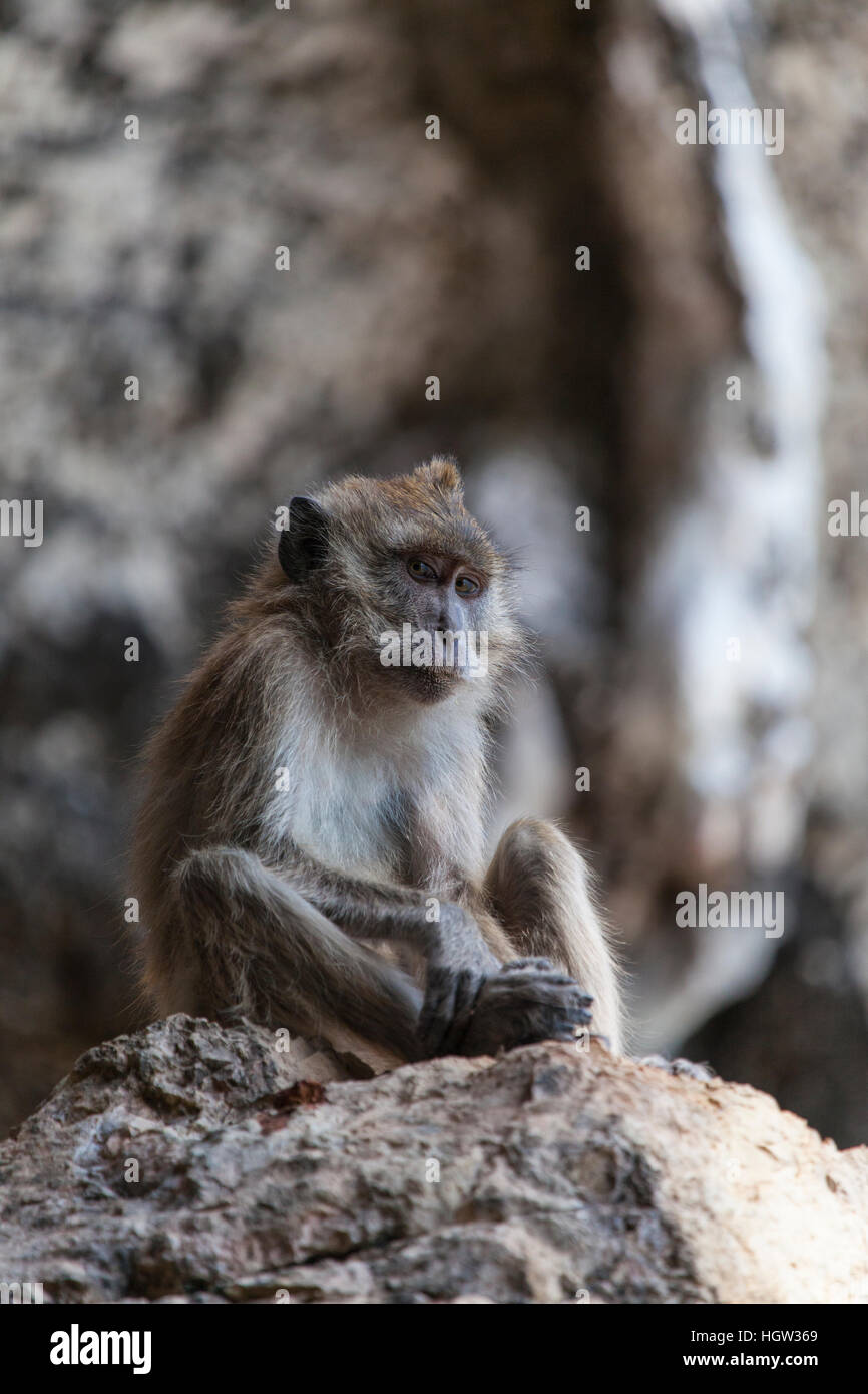 Funny monkey family hi-res stock photography and images - Alamy